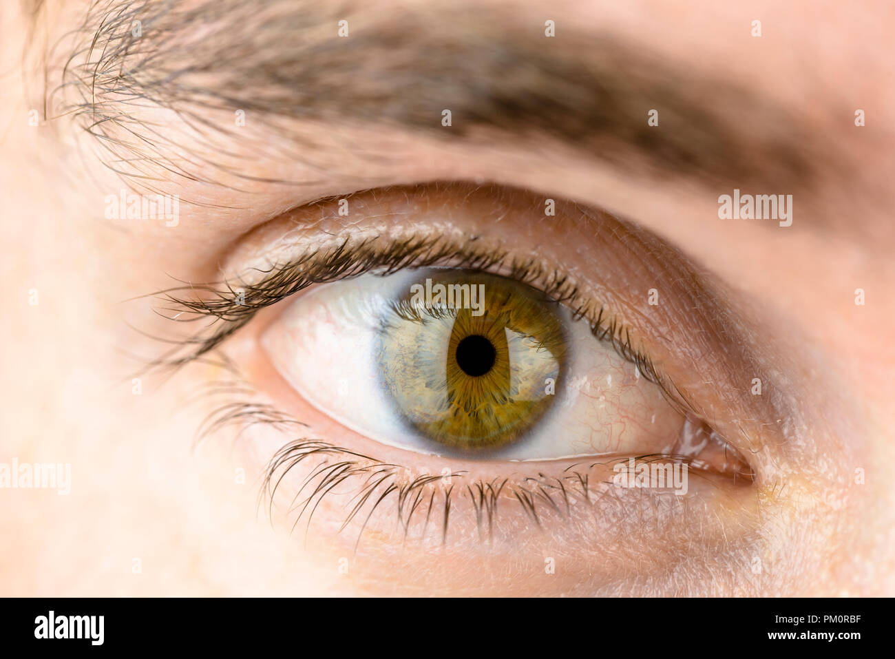 Human eyeball studio hi-res stock photography and images - Alamy