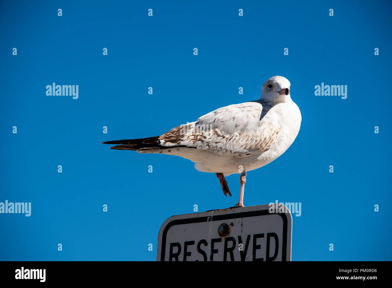 Disabled bird sign hi-res stock photography and images - Alamy