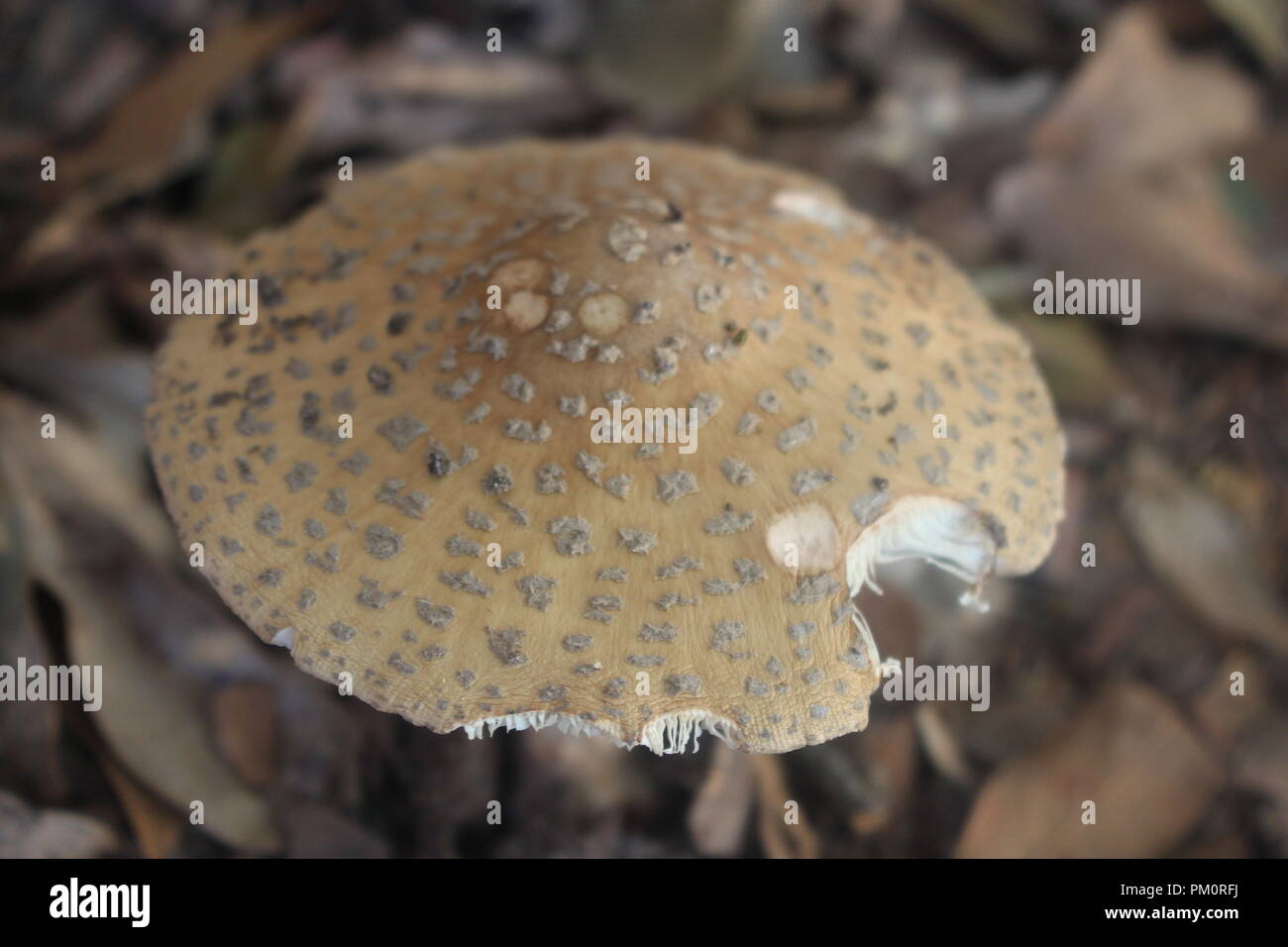 Mother mushroom hi-res stock photography and images - Alamy