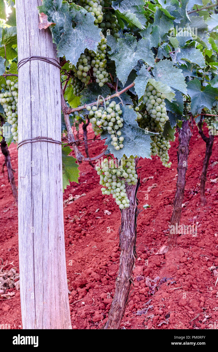 Closeup of grapes ripening in vineyard Stock Photo - Alamy