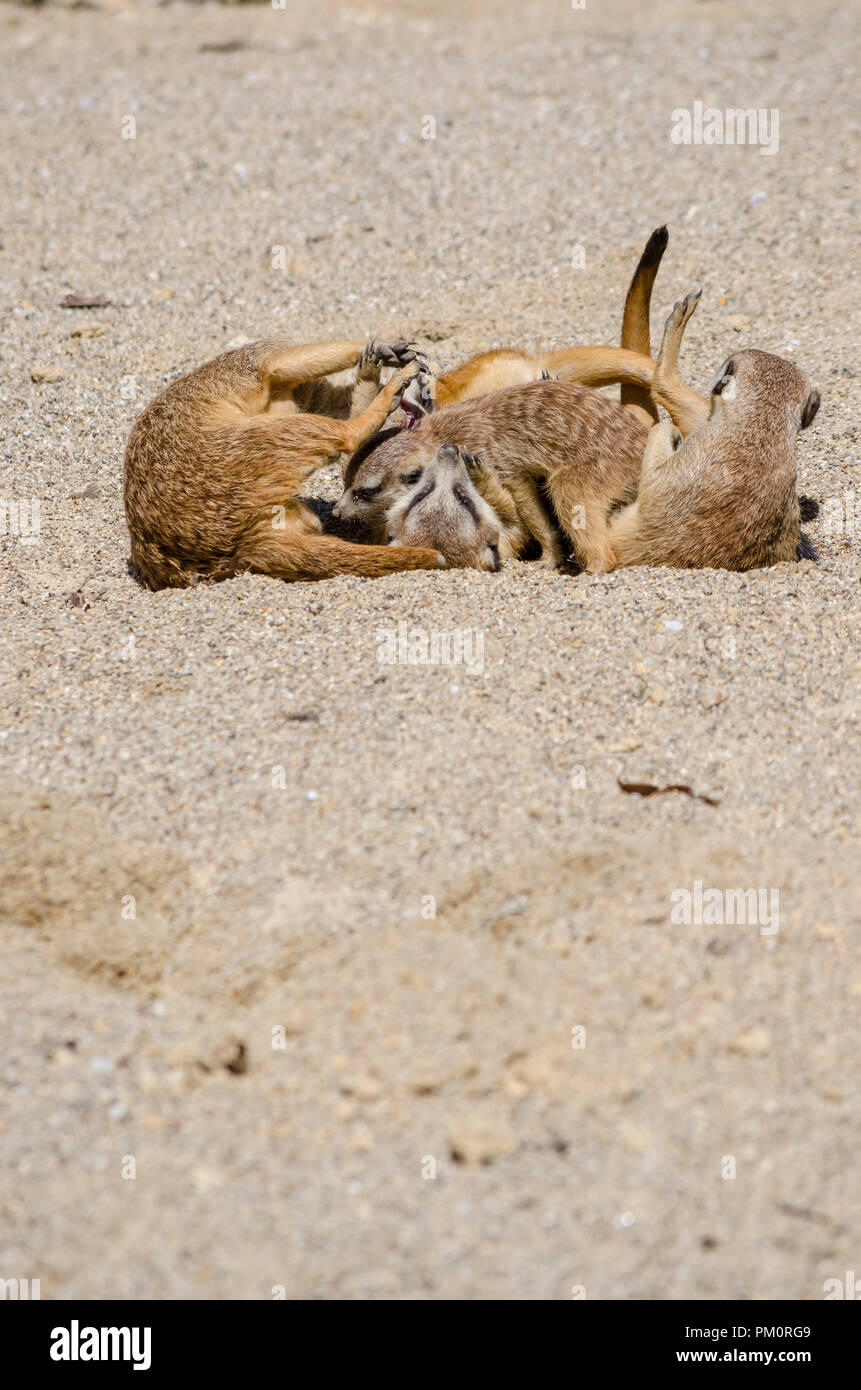 Group of suricates playing in the sand Stock Photo - Alamy