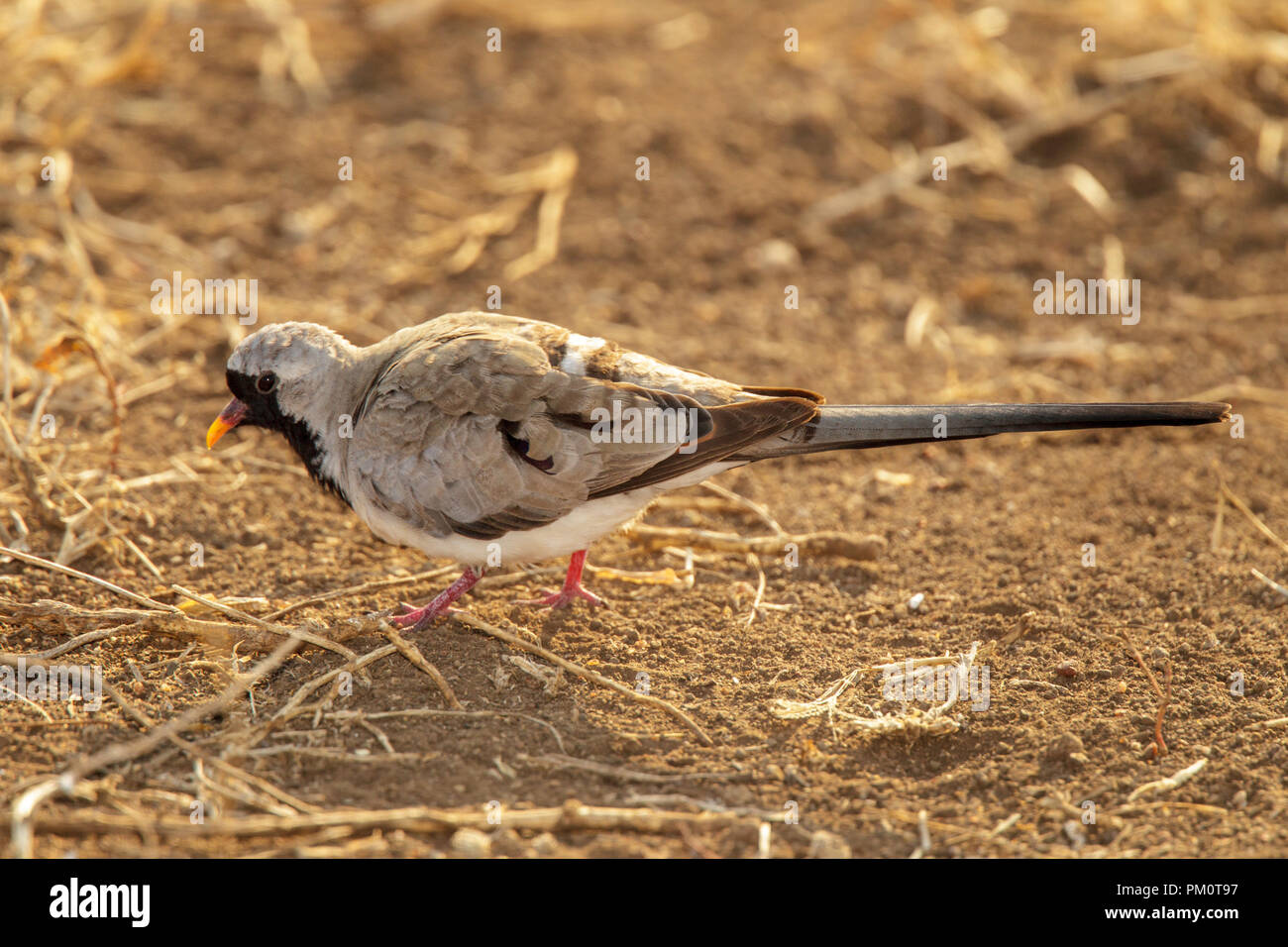Namaqua Dove Oena capensis Kruger National Park, South Africa 17 August ...