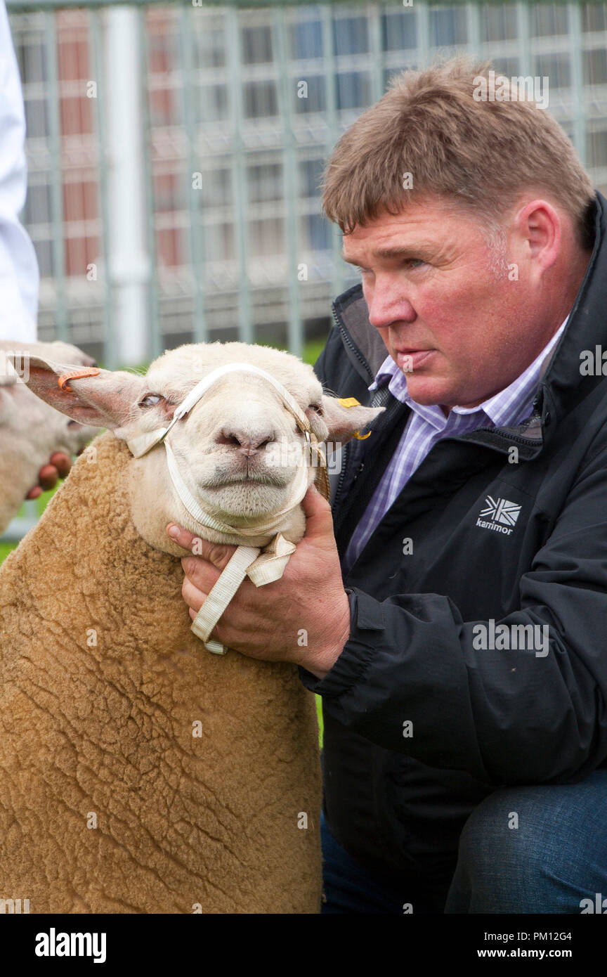 More then 1 sheep hi-res stock photography and images - Alamy