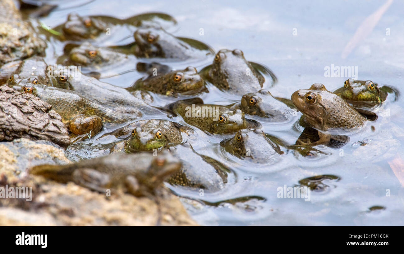 Elkton, OREGON, USA. 16th Sep, 2018. A group of immature bullfrogs ...