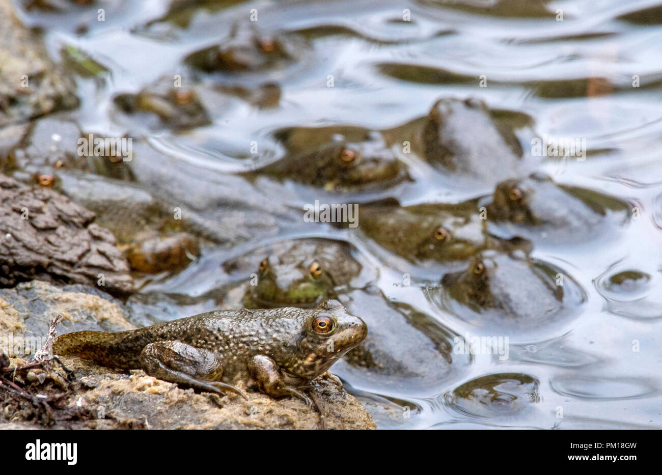 Invasive frogs hi-res stock photography and images - Alamy