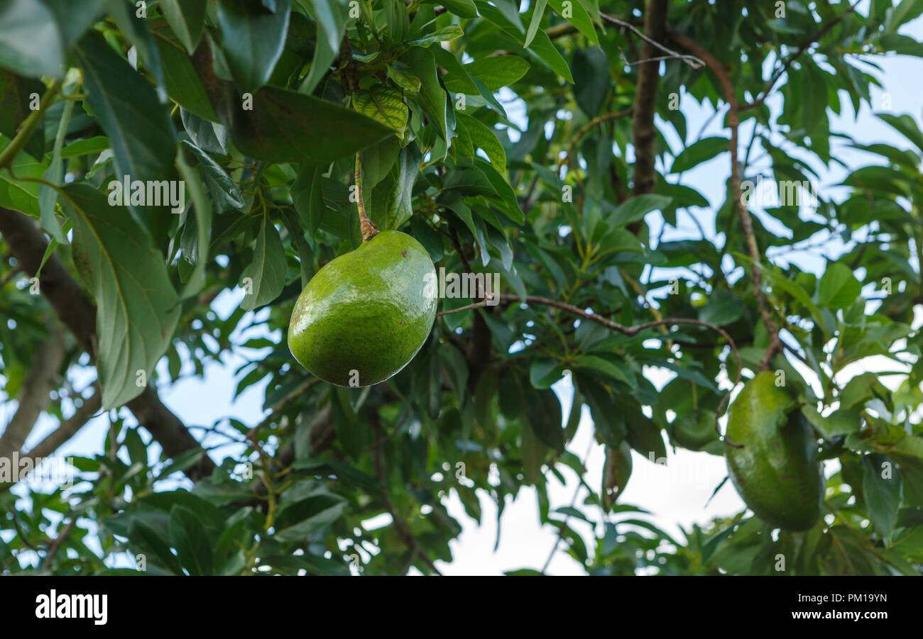 Avocado Tree in Cuba Stock Photo - Alamy