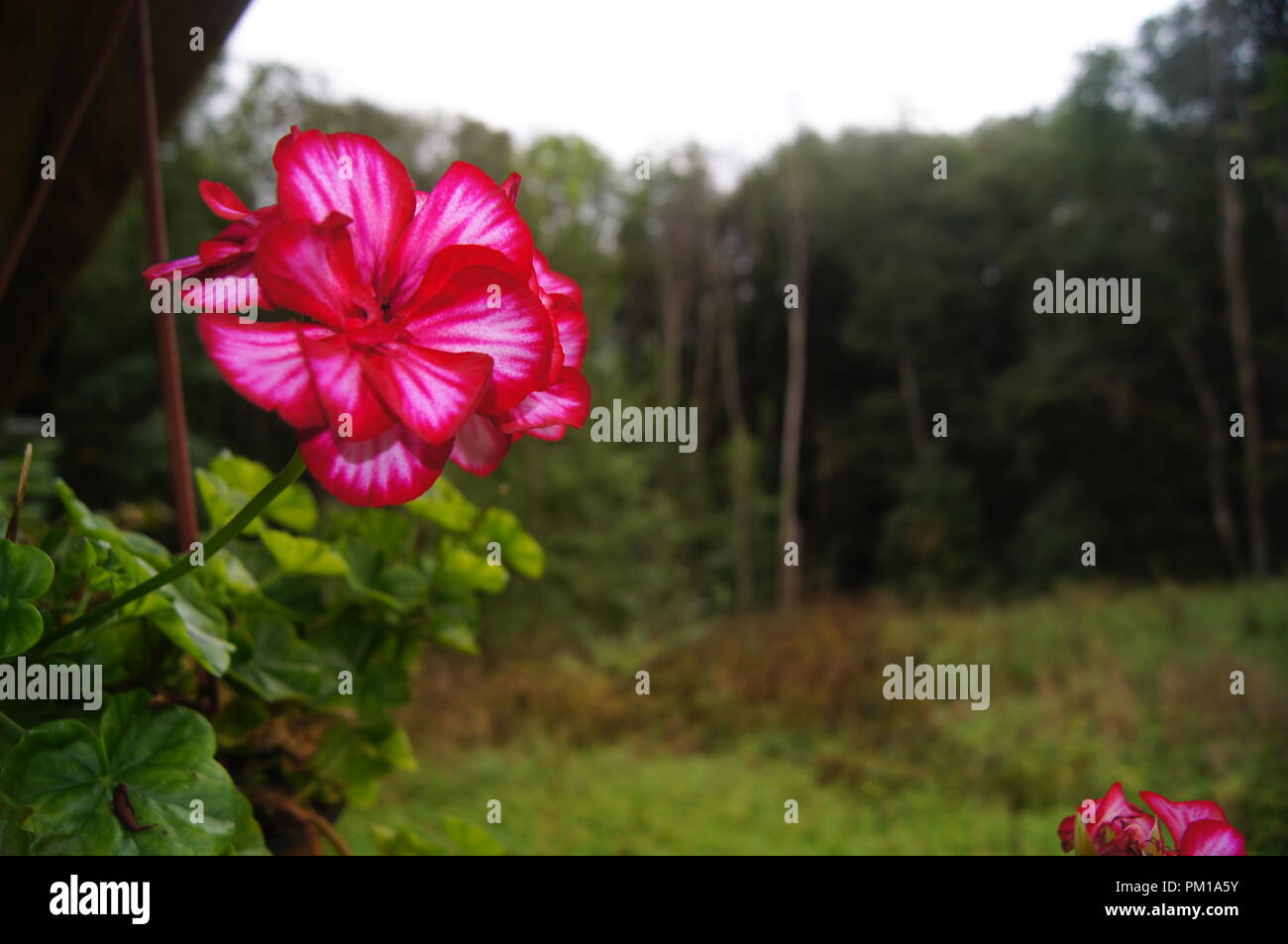 The flower of hope and symbol of loneliness which many people face ...