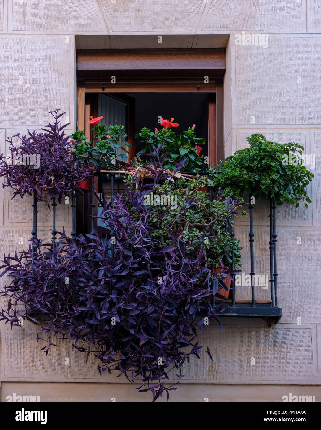 Balcony with wrought iron railing and purple and red flowers with lots ...