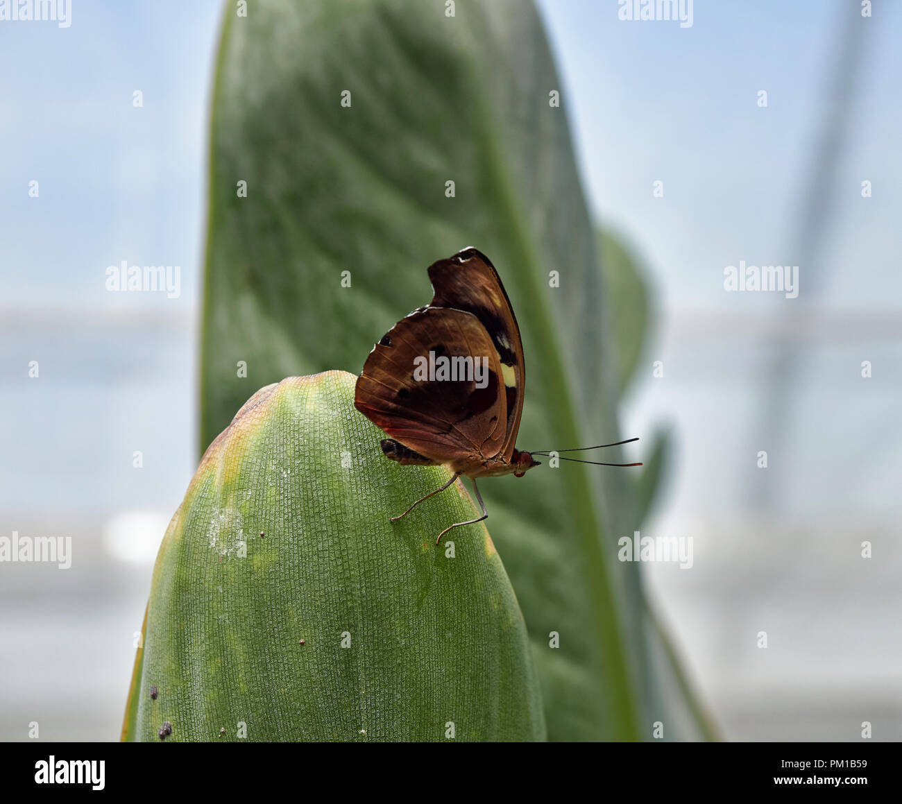 An Autumn Leaf Butterfly, Doleschallia bisaltide on a Plant leaf in the ...