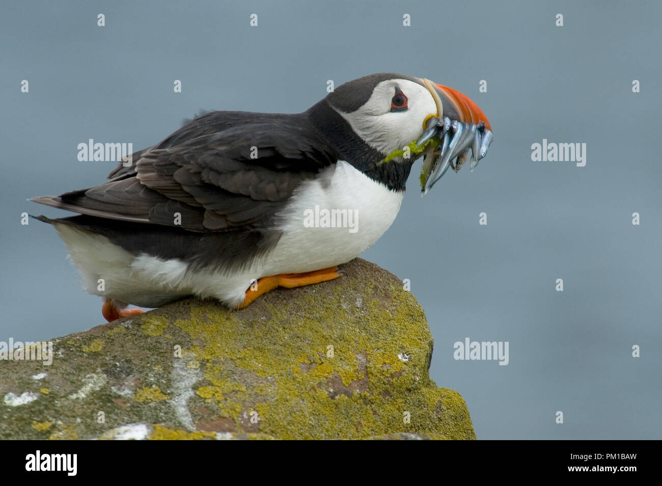 Puffin egg hi-res stock photography and images - Alamy