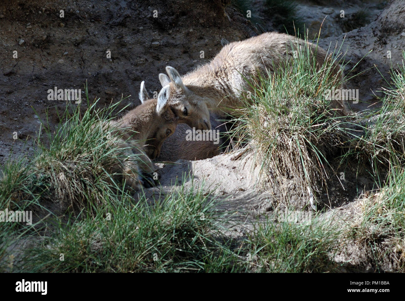 A portrait of two young Ibex (Capra ibex). Gran Paradiso National Park ...