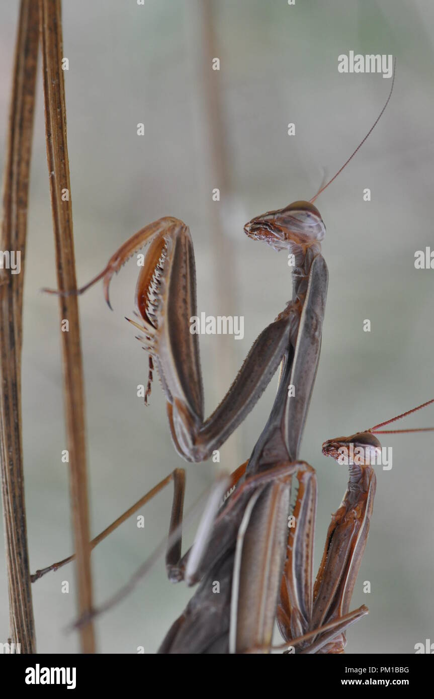 Mantis mating hi-res stock photography and images - Alamy