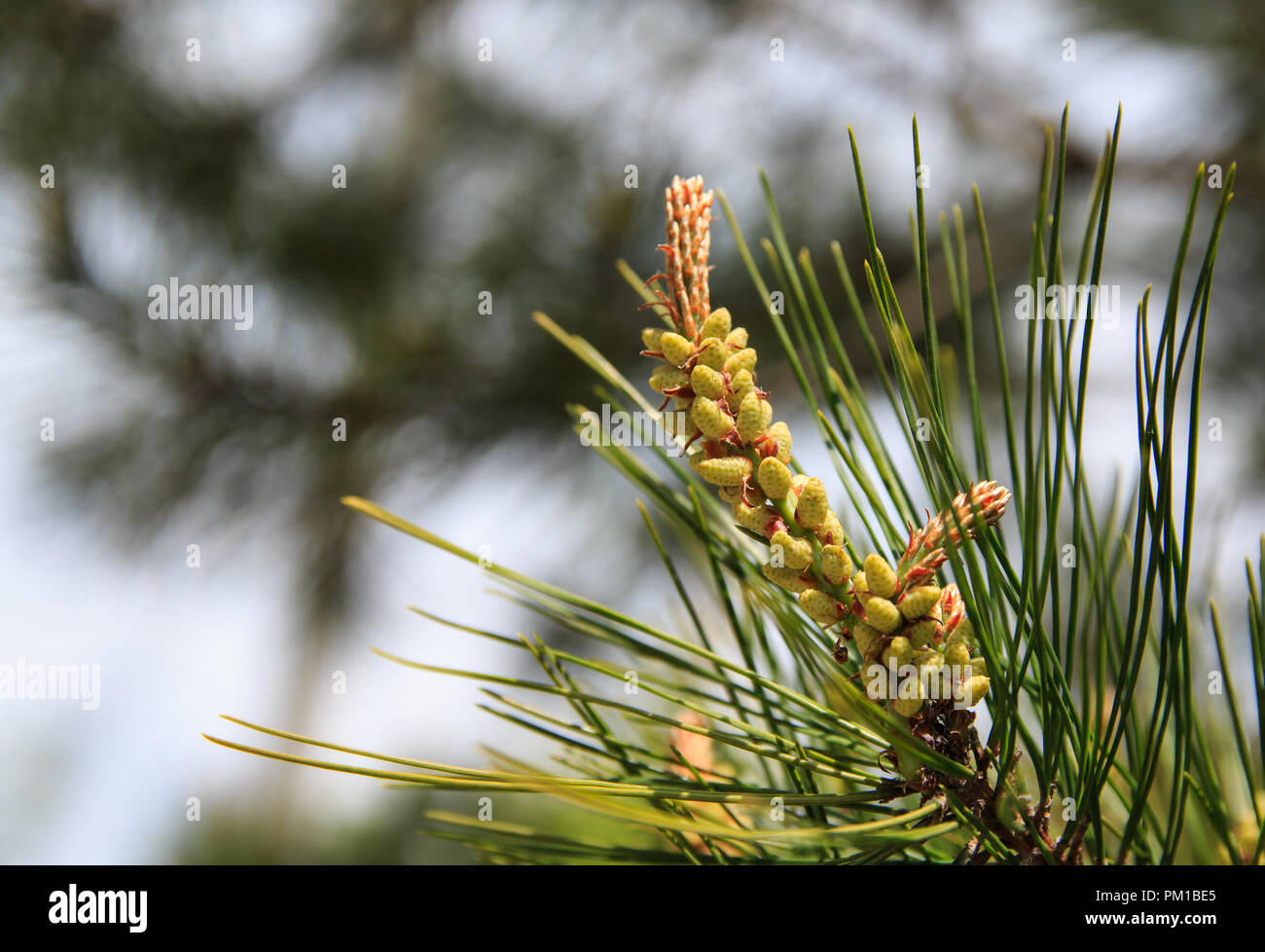 Pine flower hi-res stock photography and images - Alamy