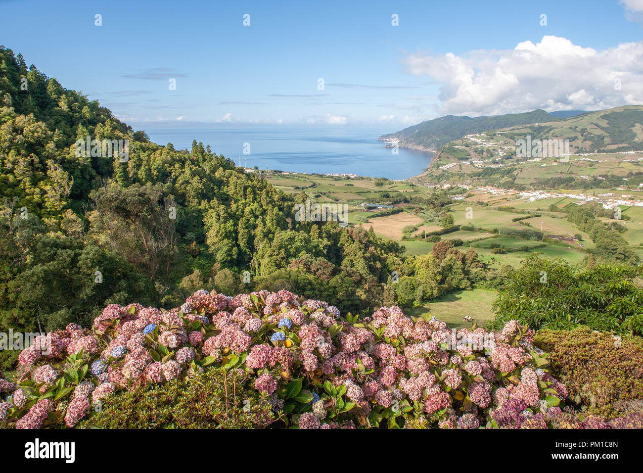 hydrangea hedge on the sao miguel island azores Stock Photo - Alamy