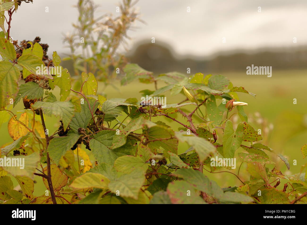 Bush and blurry background Stock Photo - Alamy