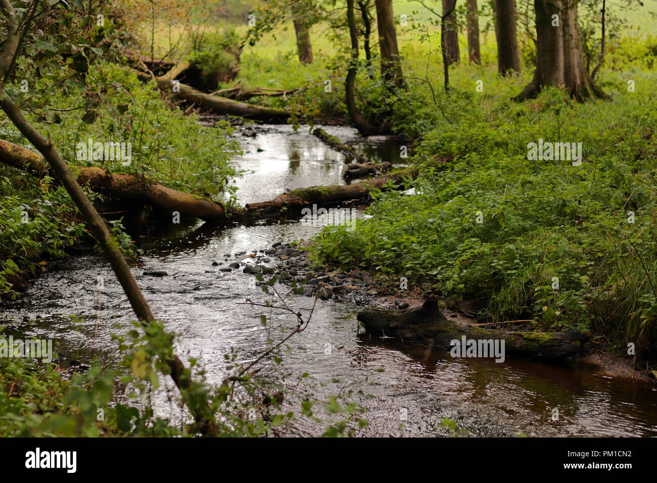 Stream in the forest Stock Photo - Alamy