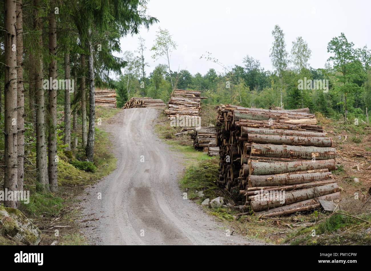 Woodpiles by a winding country roadside in a spruce tree forest Stock ...