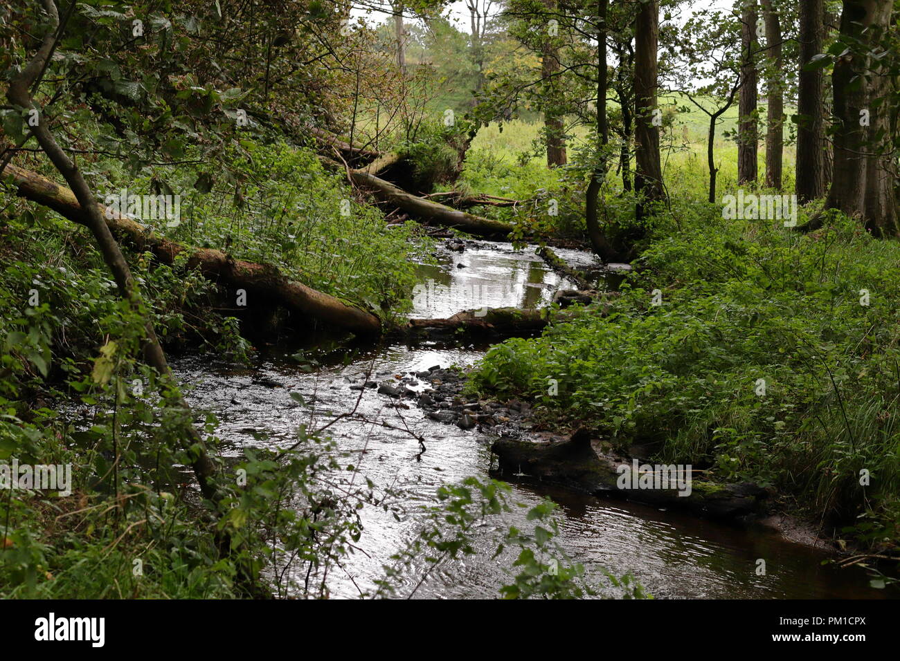 Stream in the forest Stock Photo - Alamy