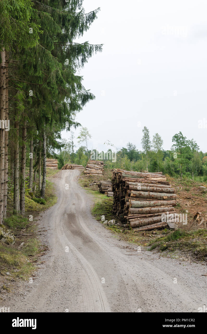 Log piles by a winding gravel roadside in a spruce tree forest Stock ...