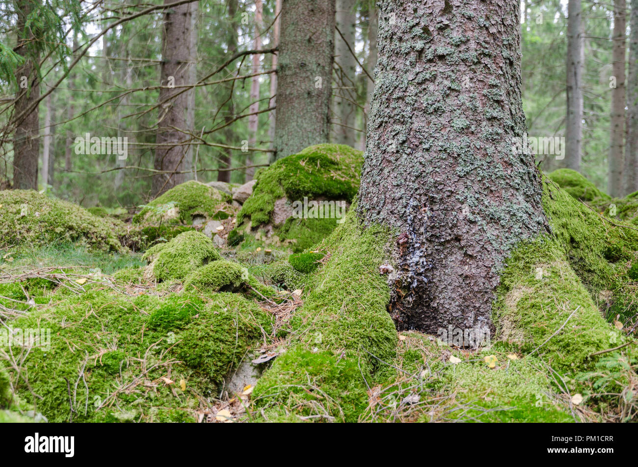 Green mossy forest floor in a spruce tree forest Stock Photo - Alamy