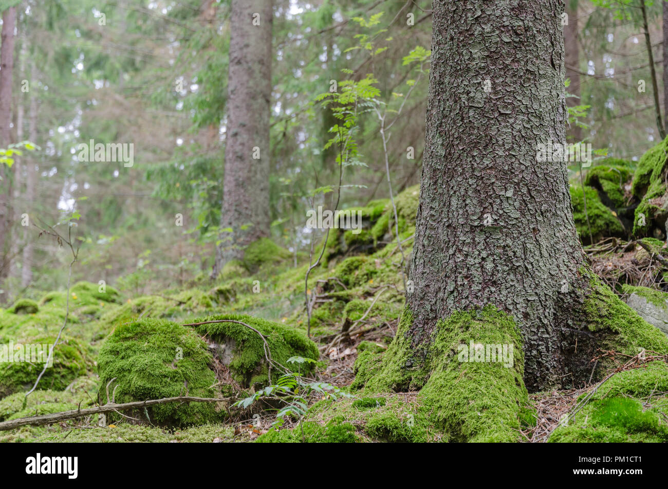 Green spruce forest ground with moss covered roots and stones Stock ...