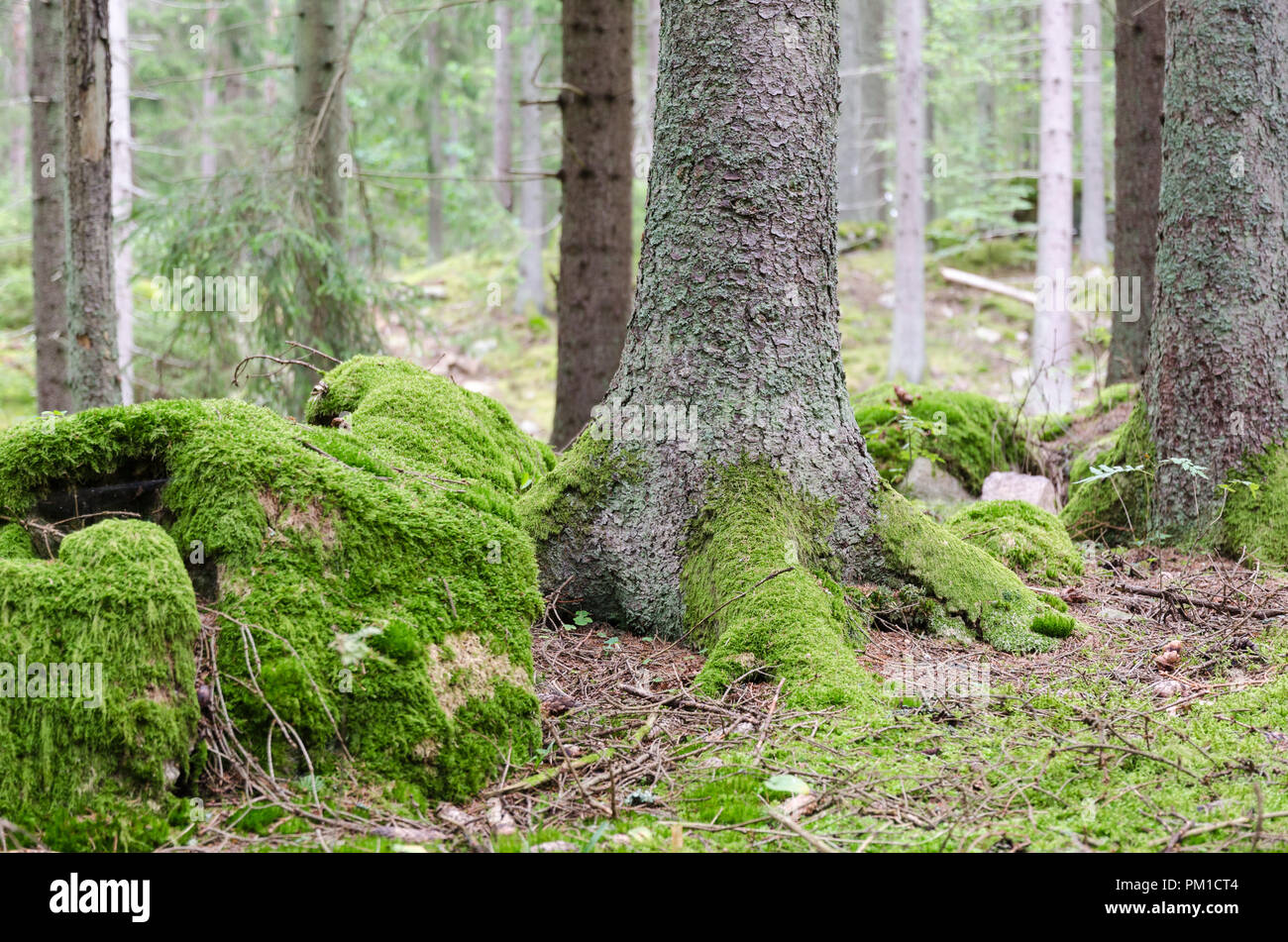 Moss covered forest ground hi-res stock photography and images - Alamy