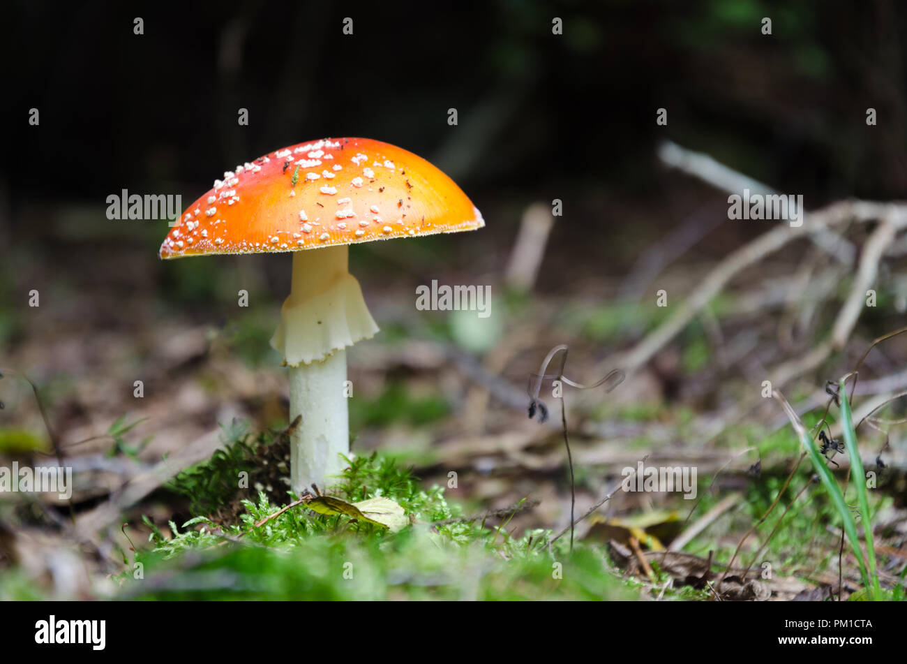 Mycelium ground hi-res stock photography and images - Alamy