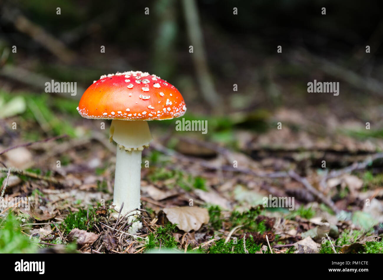 One beautiful growing Death Cap mushroom on forest a ground Stock Photo ...