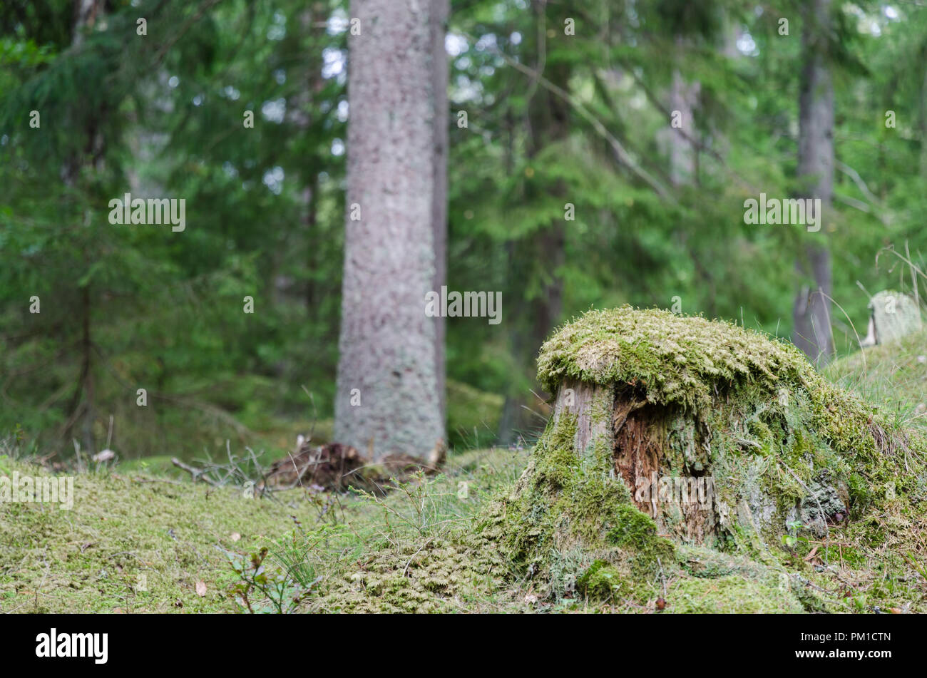 Wrapped lumber hi-res stock photography and images - Alamy