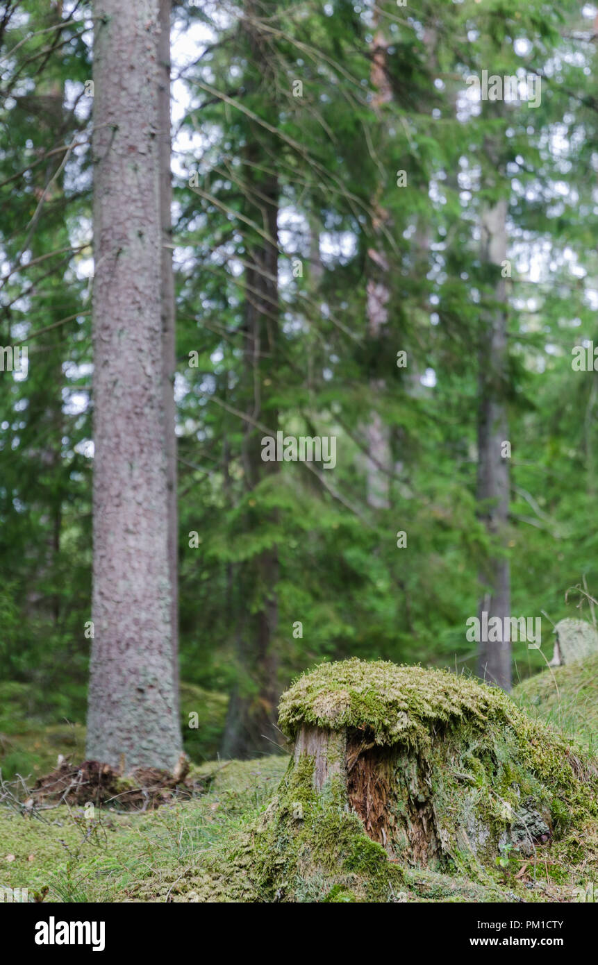 Mossy old tree stump in a coniferous forest of spruce trees Stock Photo ...