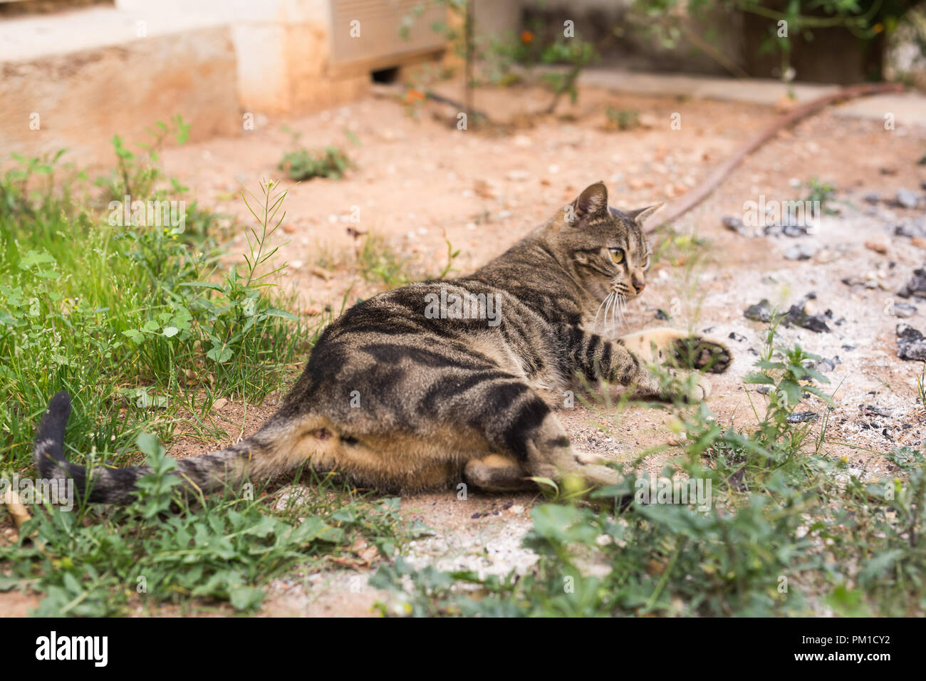 Concept of homeless animals - Cute cat outdoors Stock Photo - Alamy