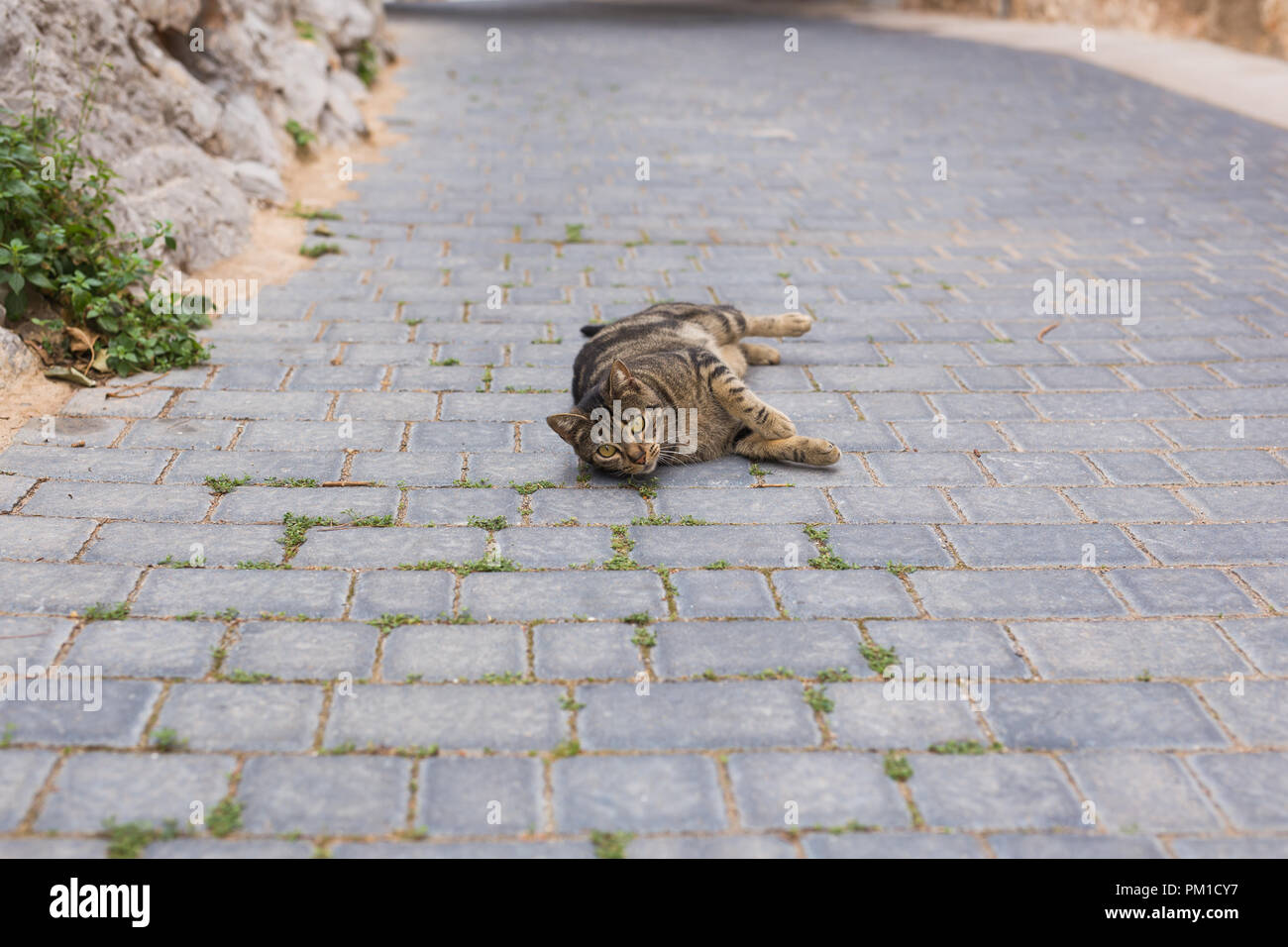 Concept of homeless animals - Cute cat outdoors Stock Photo - Alamy