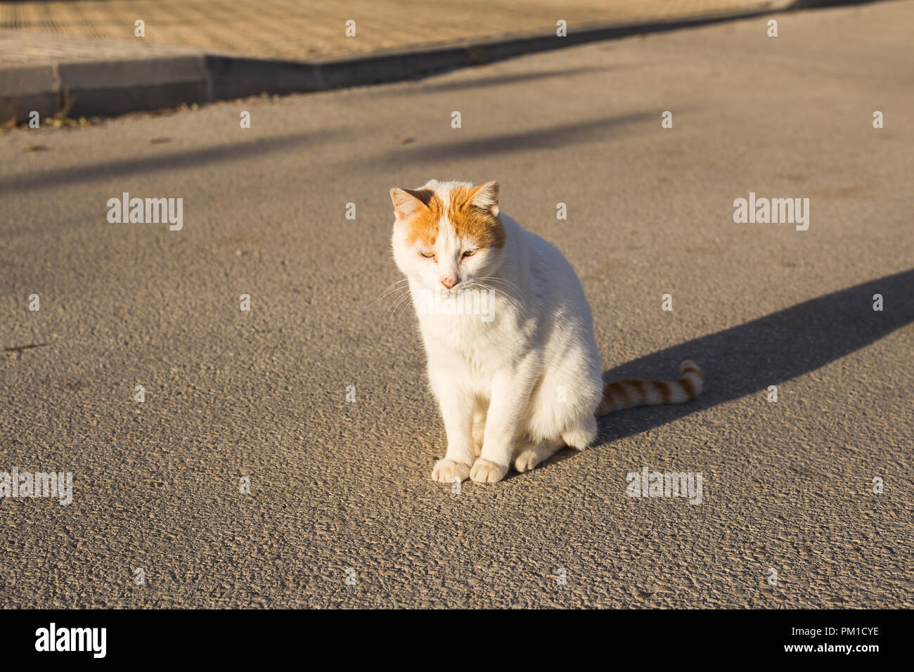 Concept of homeless animals - Cute cat outdoors Stock Photo - Alamy
