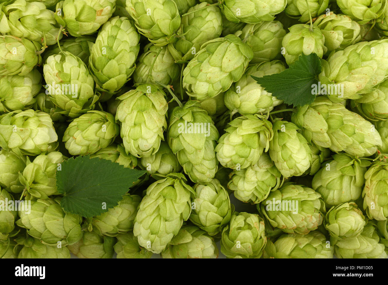 Close up full frame background pattern of fresh green hops with leaves ...