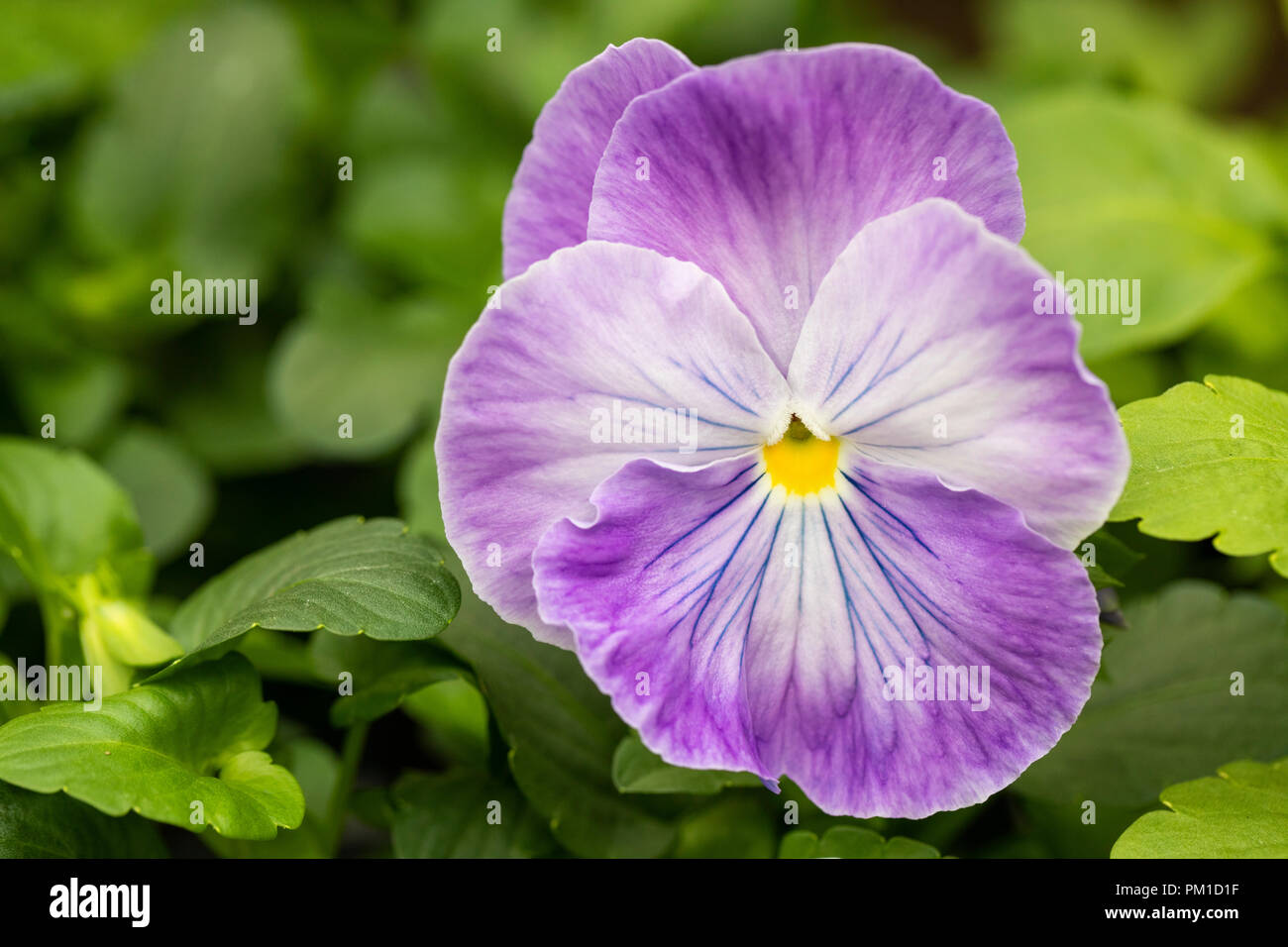 Lavender shades pansy hi-res stock photography and images - Alamy