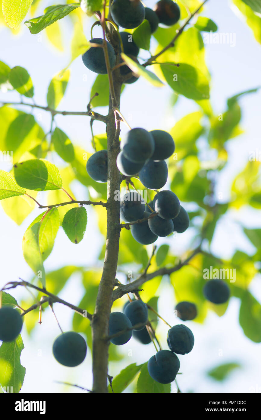 Blackthorn (Sloe or Prunus Spinosa) on Tree Branch Stock Photo - Alamy