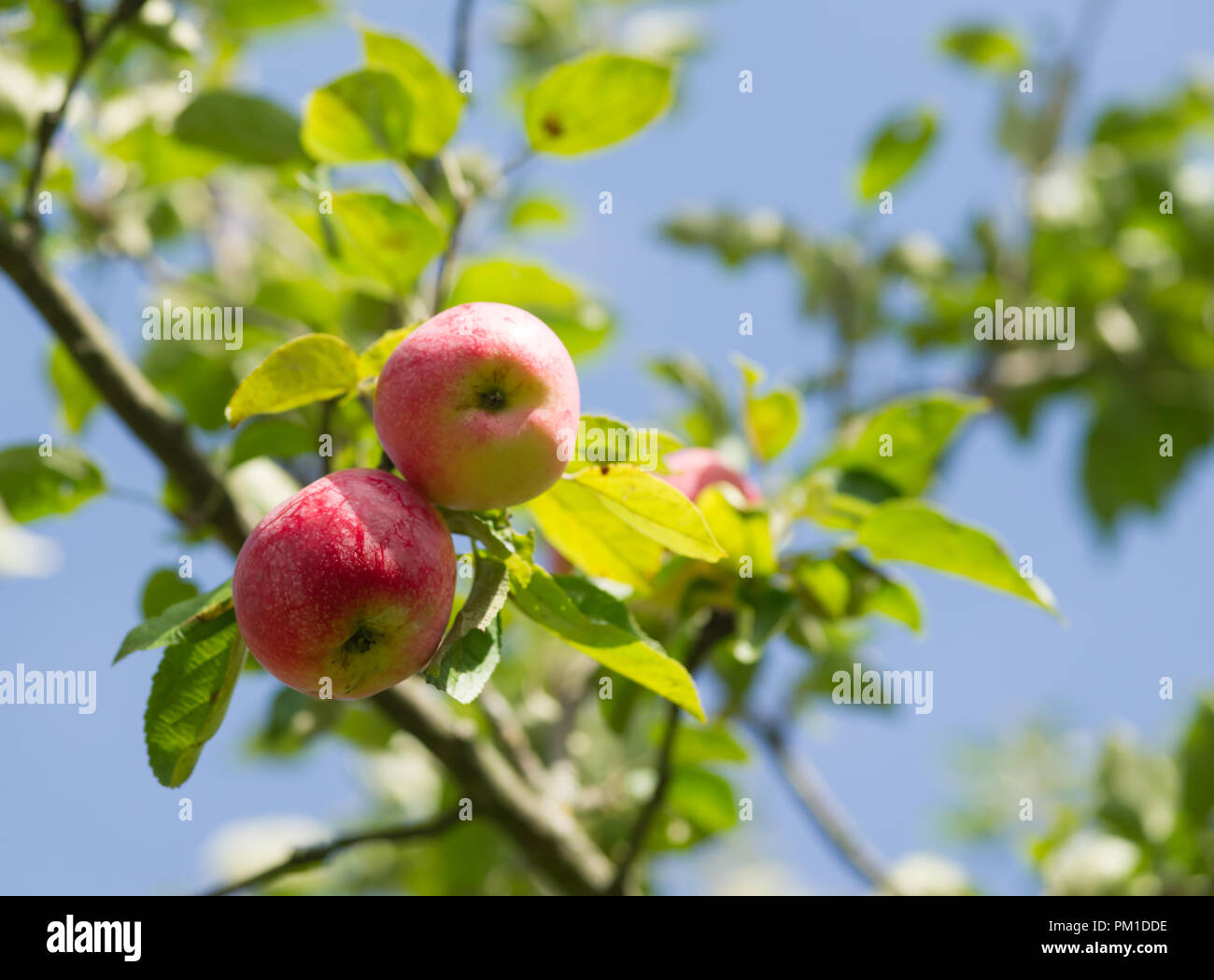 Fresh organic red apples on branch Stock Photo - Alamy