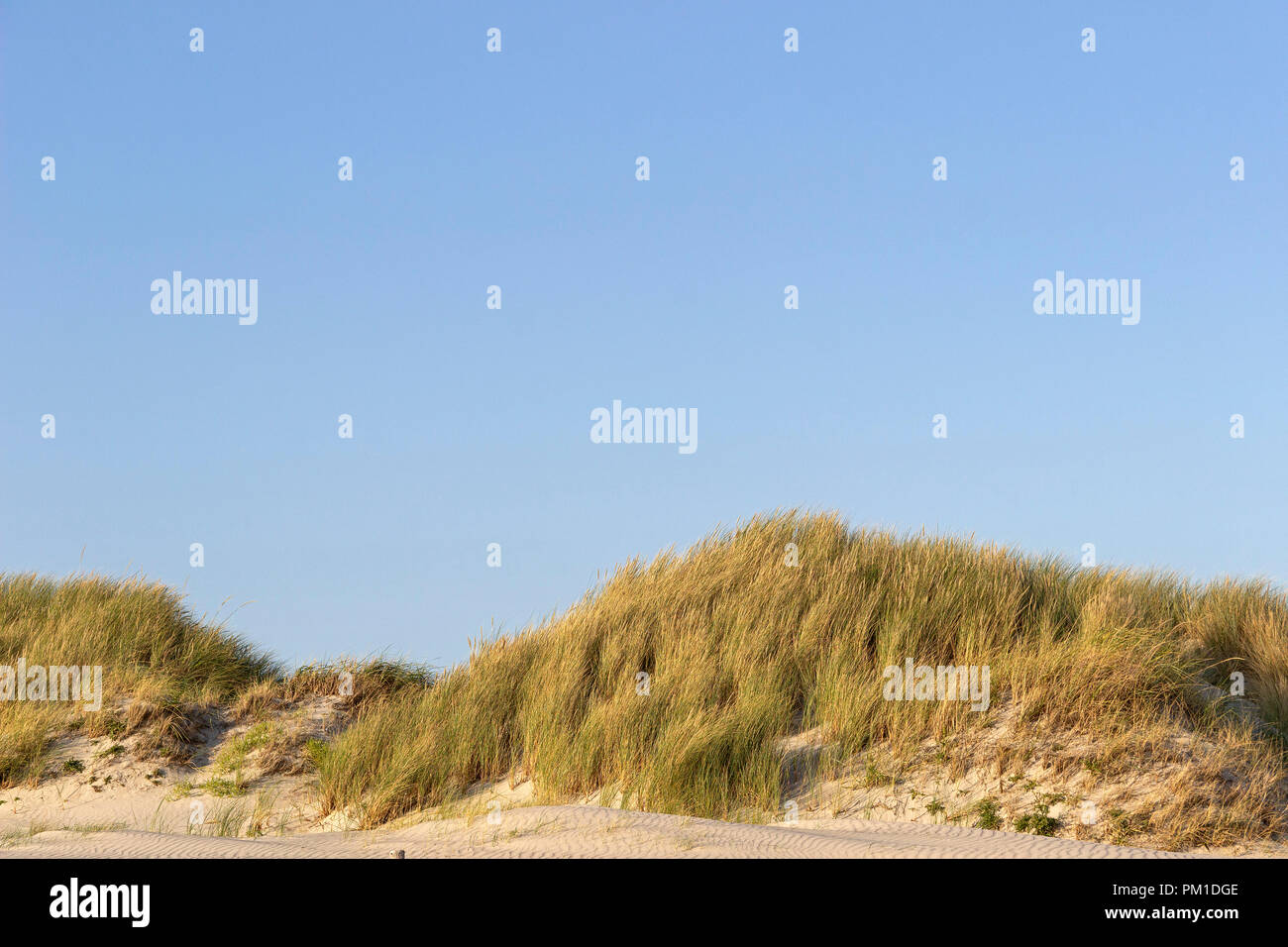 sand dunes, St. Peter-Ording, Schleswig-Holstein, Germany Stock Photo ...