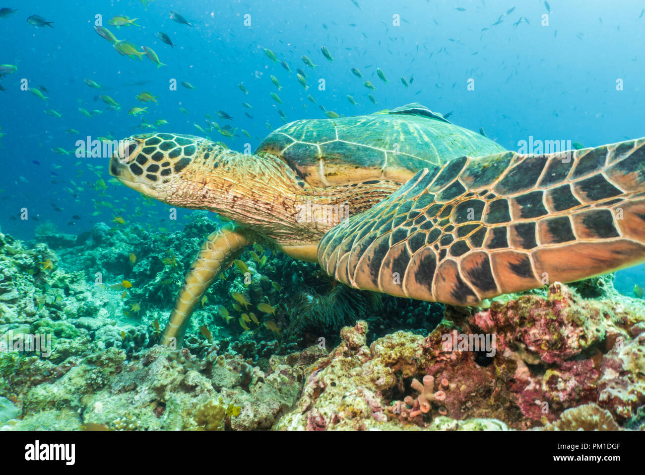Asia philippines balicasag island hi-res stock photography and images ...