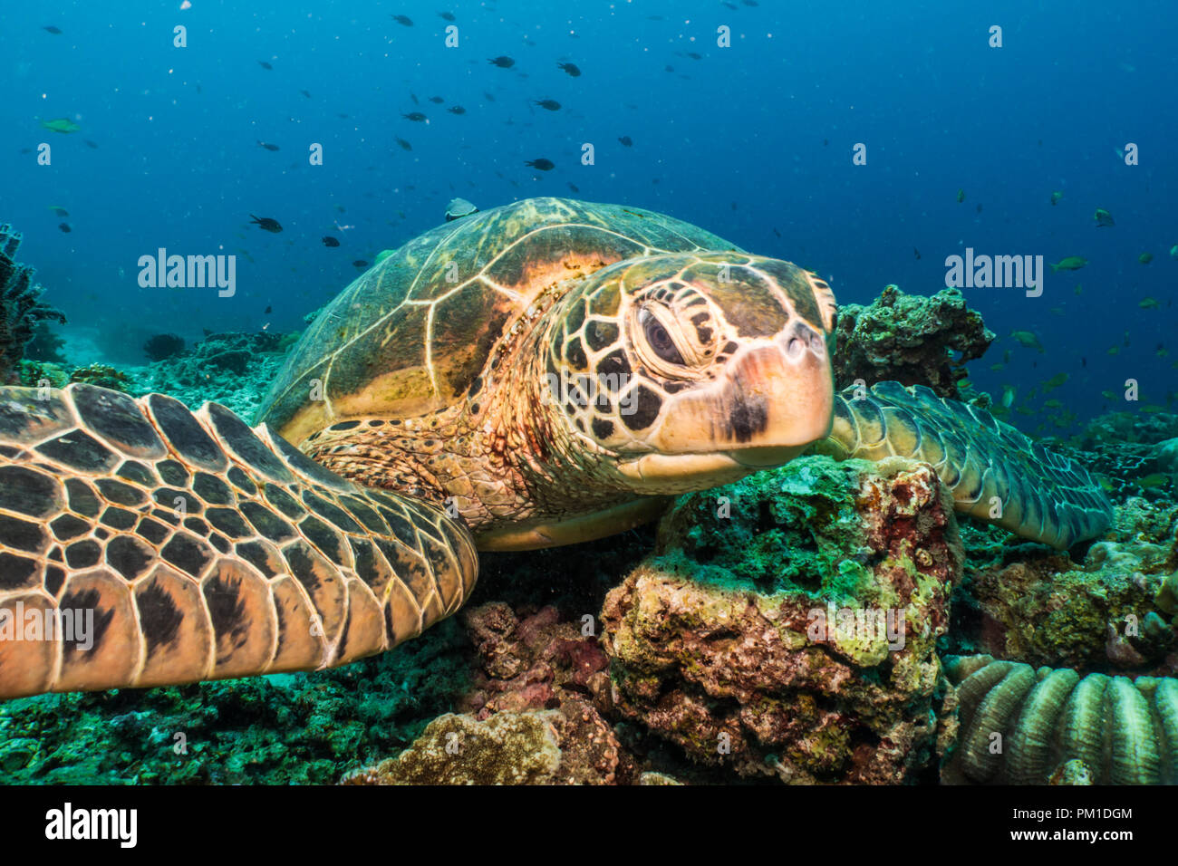 Green Turtle, (Chelonia Mydas) Balicasag Island, Bohol, Philippines ...