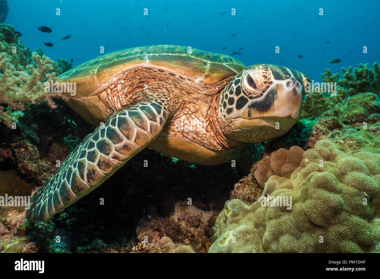 Asia philippines balicasag island hi-res stock photography and images ...