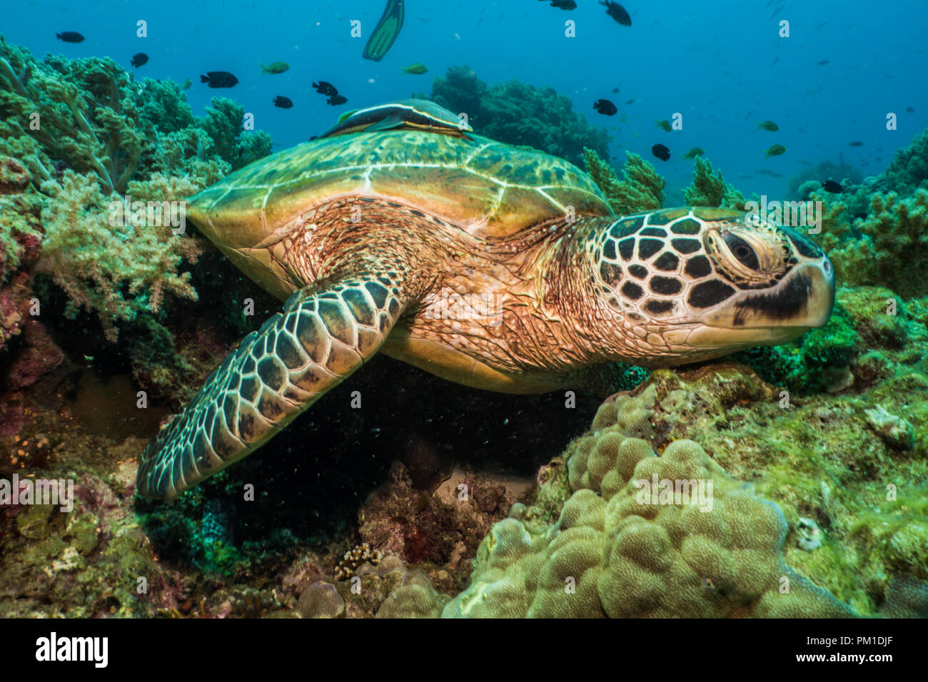 Green Turtle, (Chelonia Mydas) Balicasag Island, Bohol, Philippines ...