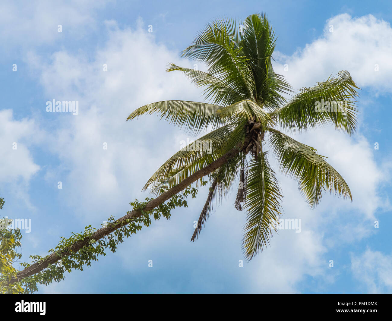 Palm Tree on Loboc River, Bohol, Philippines Stock Photo - Alamy