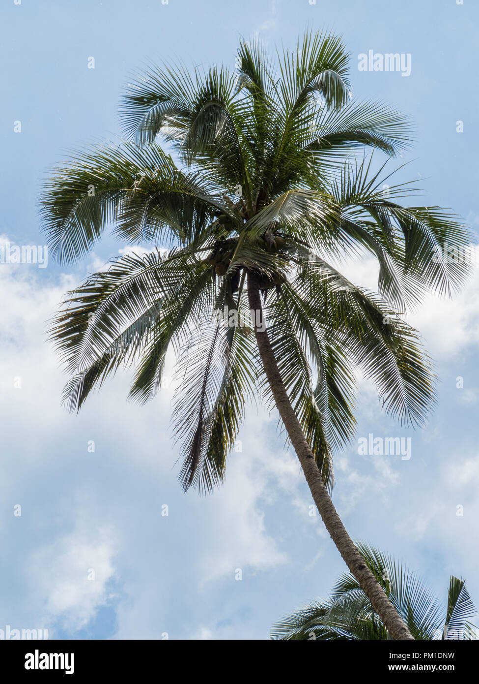 Palm Tree on Loboc River, Bohol, Philippines Stock Photo - Alamy