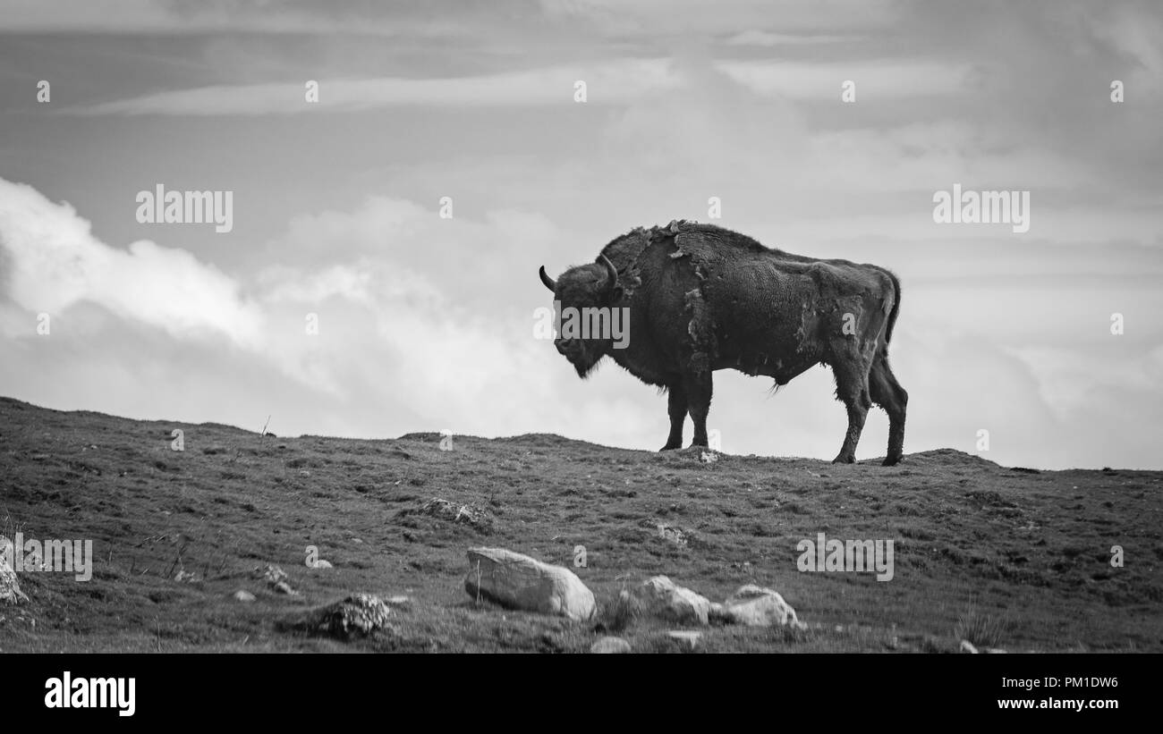 Bull bison on ridge hi-res stock photography and images - Alamy