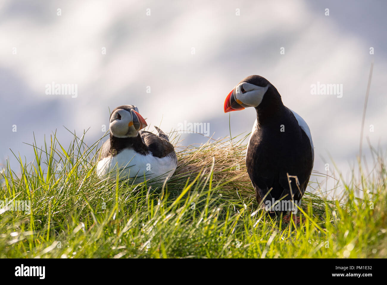 Two puffins prepare their nest ready for breeding season to begin Stock ...