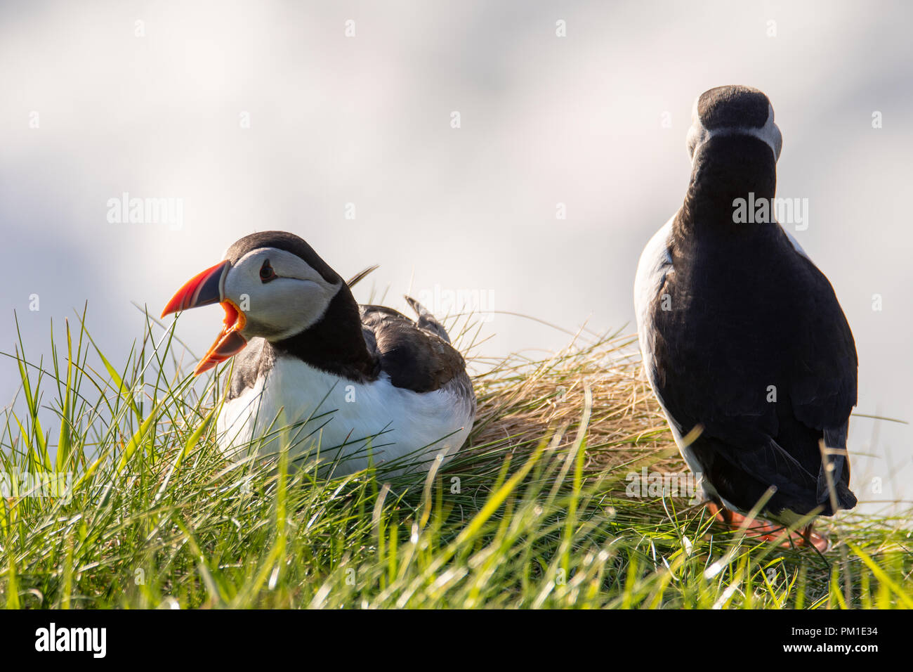 Two puffins prepare their nest ready for breeding season to begin Stock ...