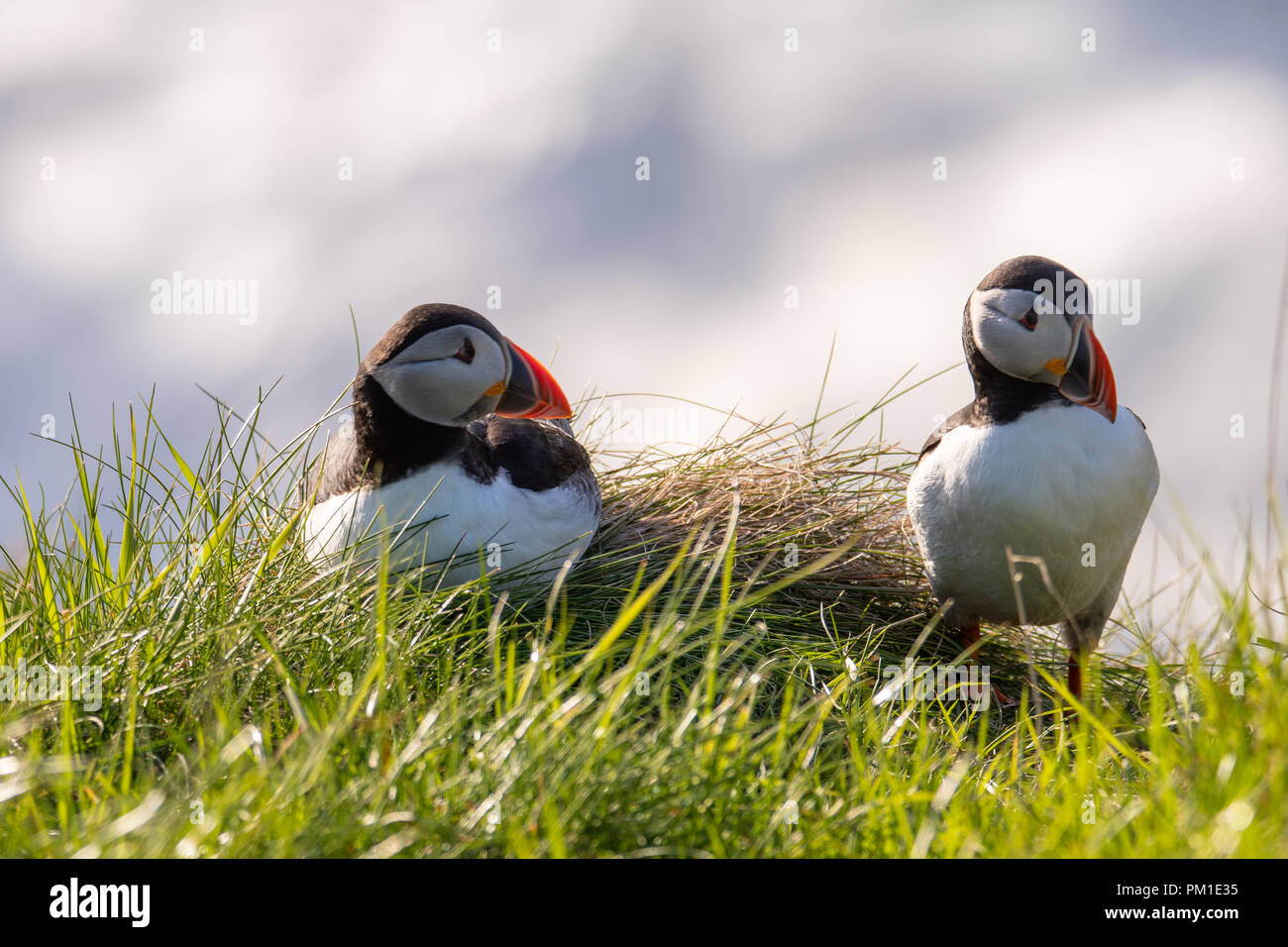 Two puffins prepare their nest ready for breeding season to begin Stock ...