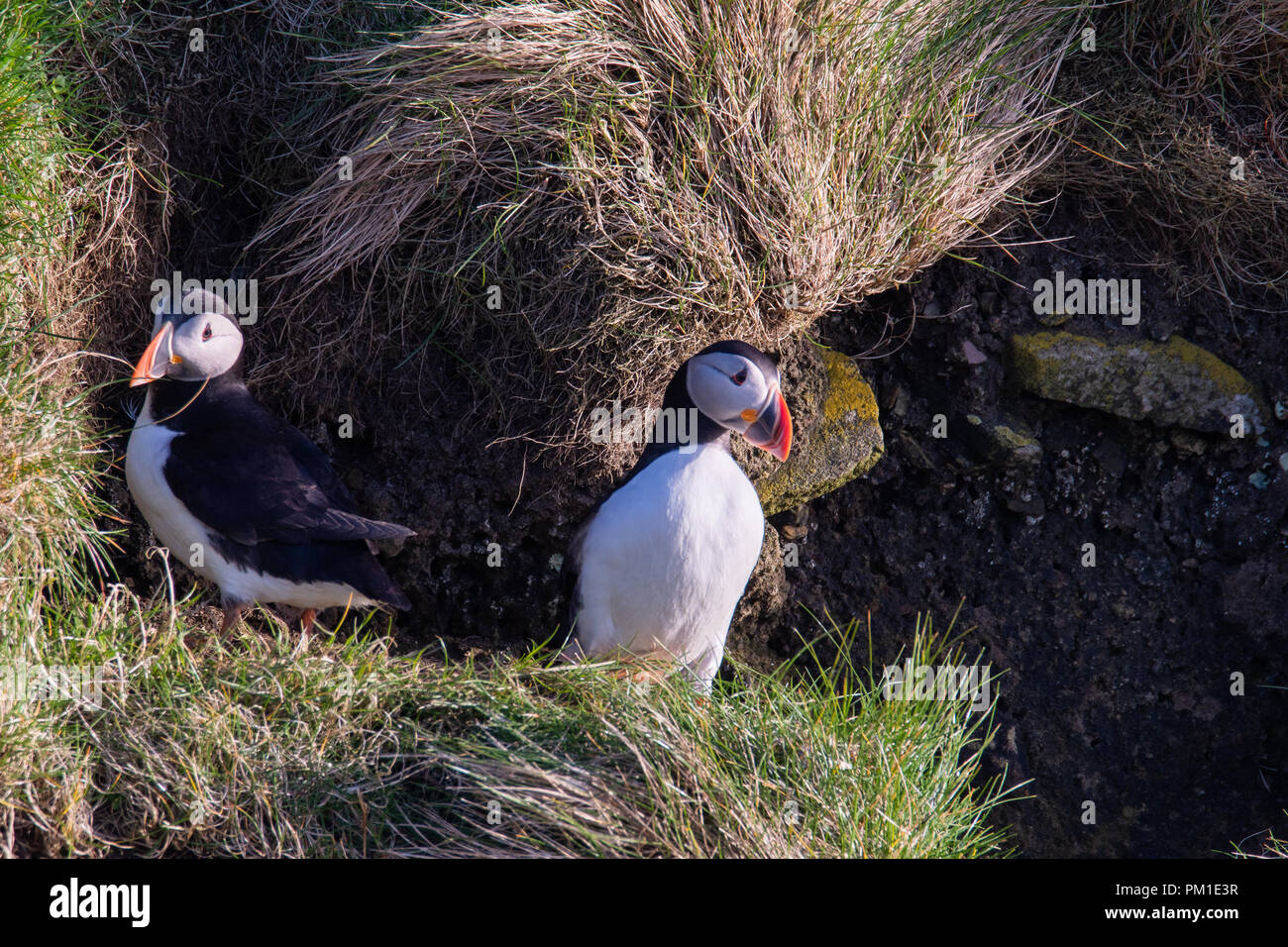 Two puffins prepare their nest ready for breeding season to begin Stock ...