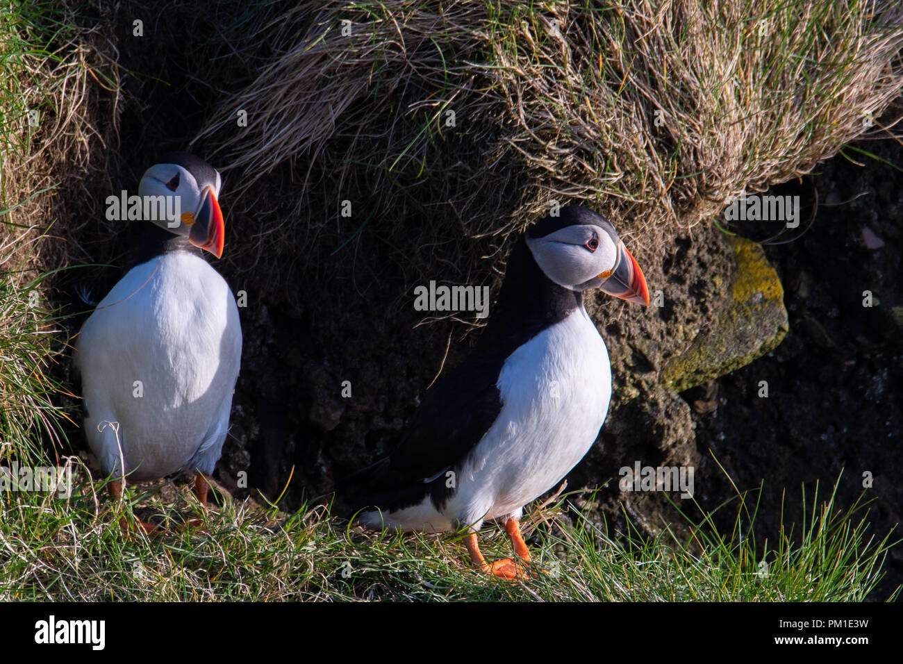 Two puffins prepare their nest ready for breeding season to begin Stock ...